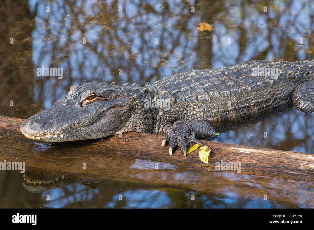 American alligator, Alligator mississippiensis, partially submerged ...