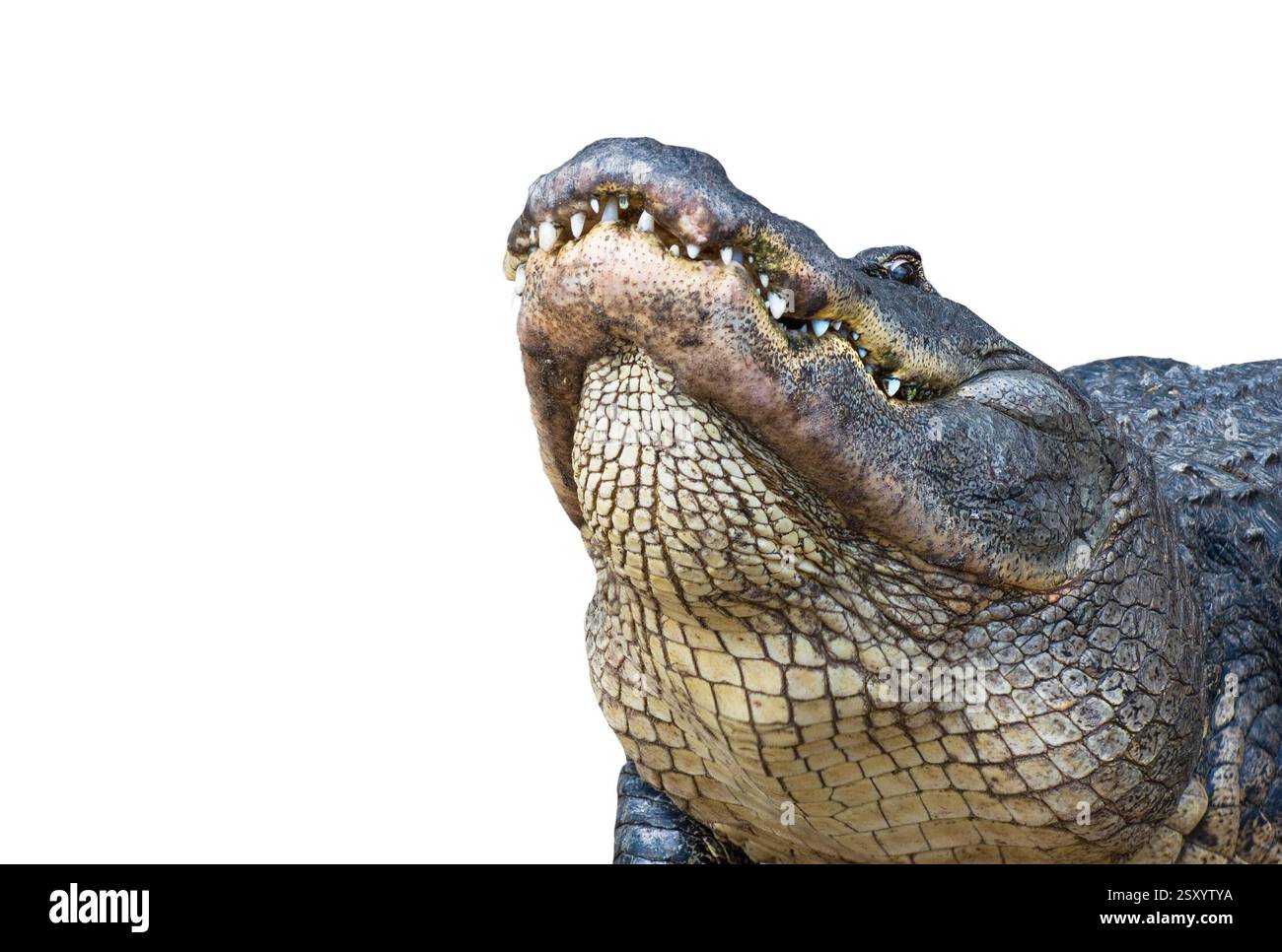 A large alligator raises its head in a threatening posture, with ...