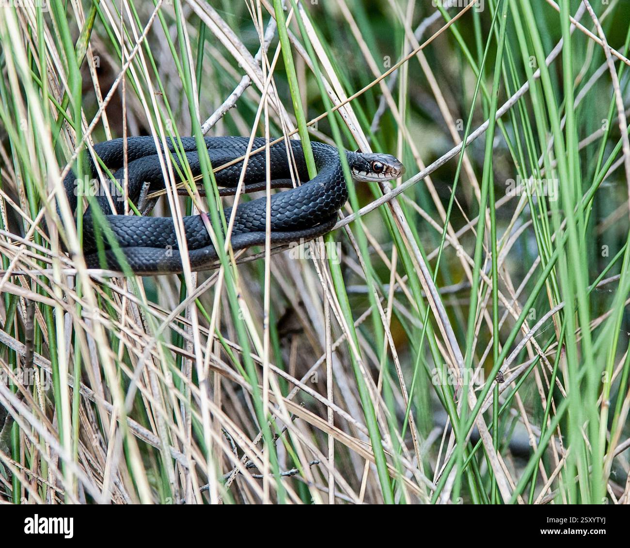 Racer snake hi-res stock photography and images - Alamy
