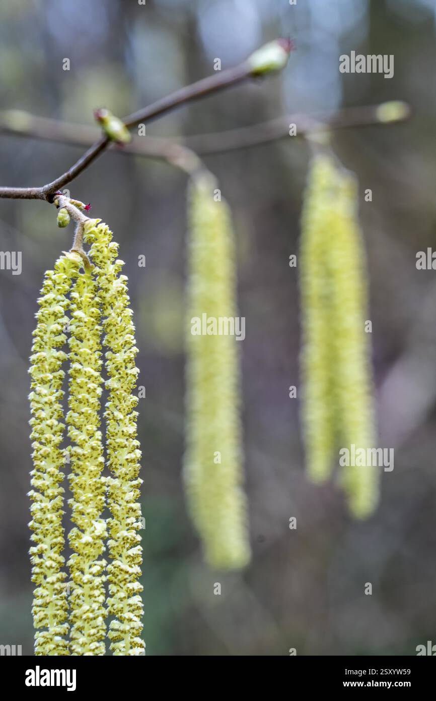 Inflorescence of the Common hazel, Corylus avellana, hazel bush or ...