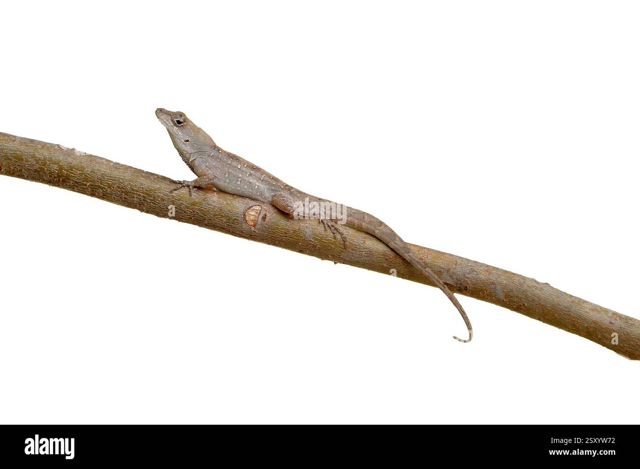 Male Cuban brown anole, Anolis sagrei, on a branch isolated on white ...