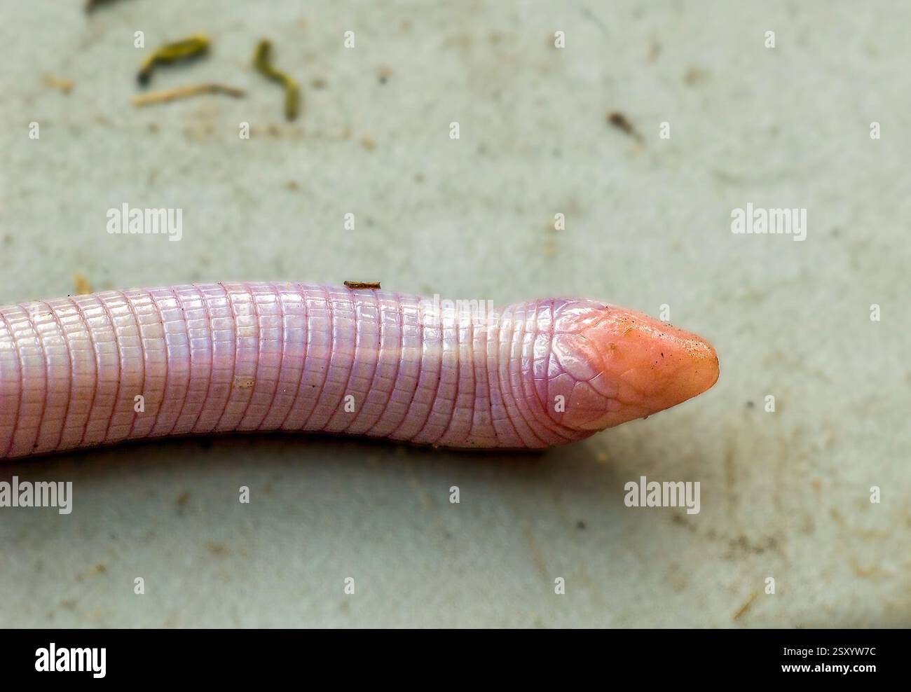 Shovel like head hi-res stock photography and images - Alamy