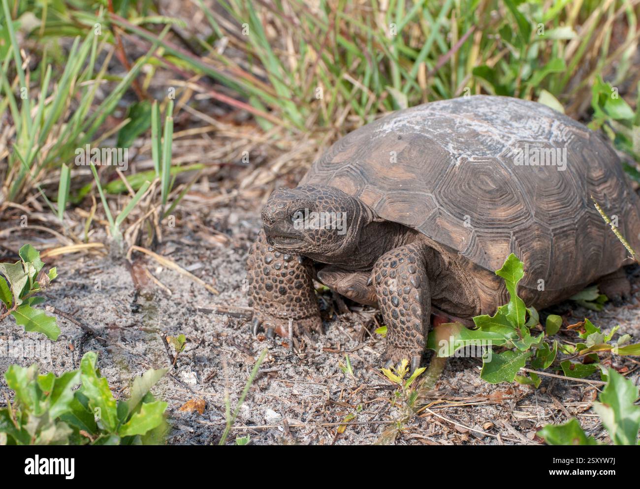 A closeup image of a mid-sized gopher tortoise, Gopherus polyphemus, in ...