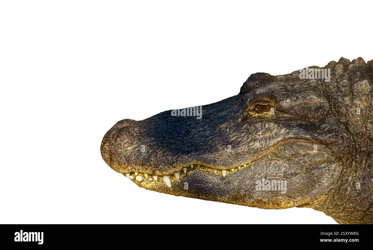 Portrait of an American Alligator head emphasizing its teeth, eye, and ...