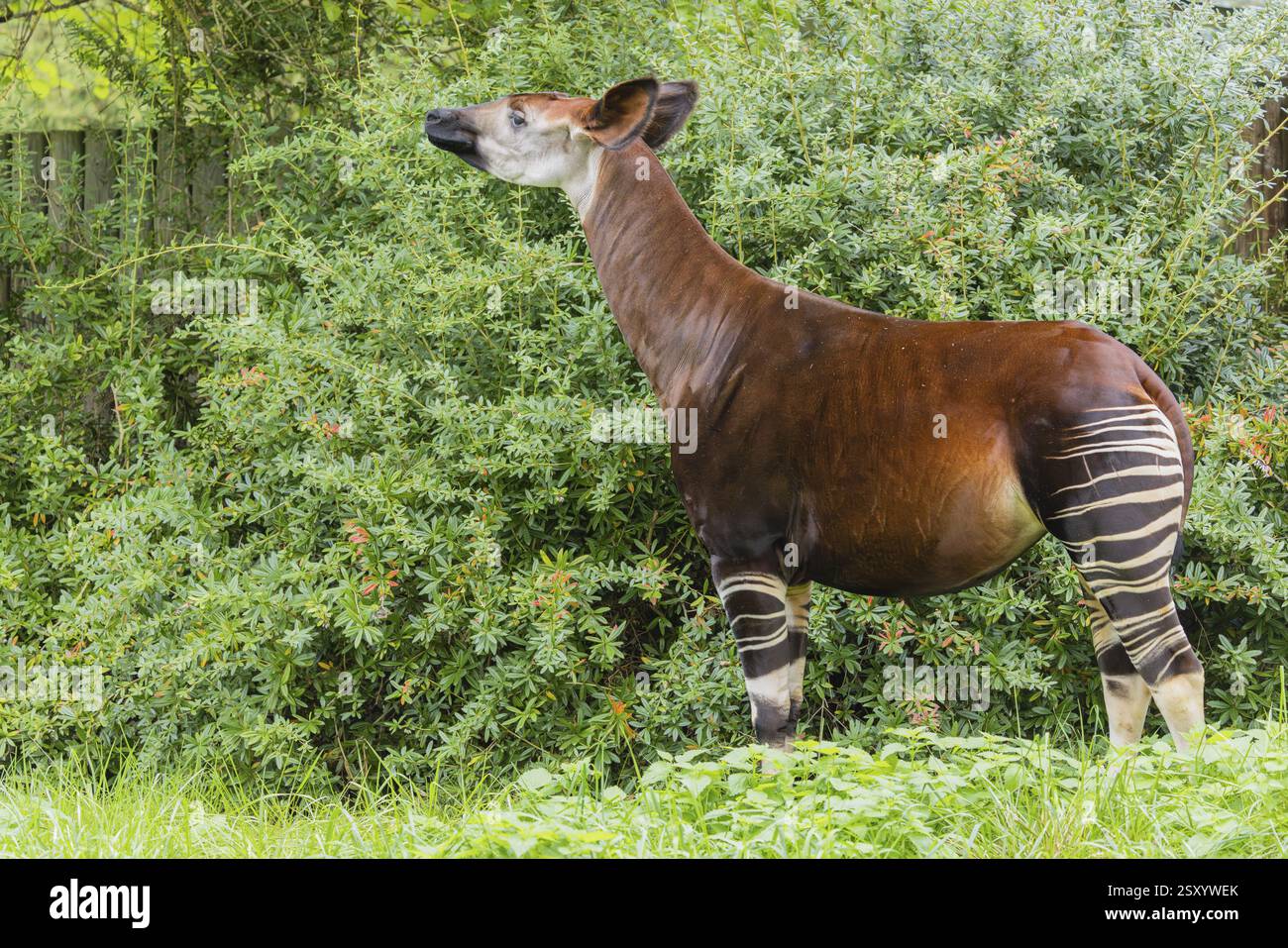 An adult okapi (Okapia johnstoni) stands in the middle of green bushes ...