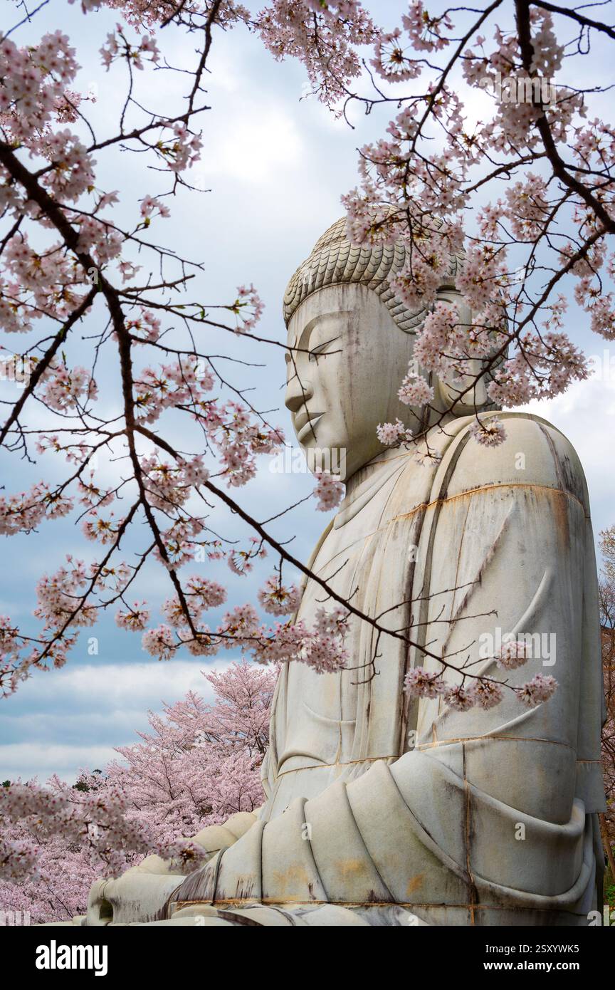 View of Tsubosaka-Dera, a temple with a giant Buddha statue in the ...