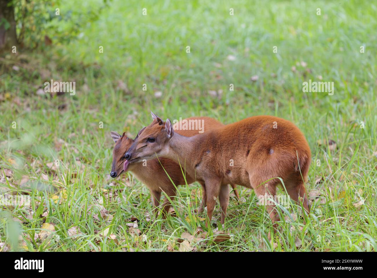 A female red forest duiker, Natal duiker or Natal red duiker ...