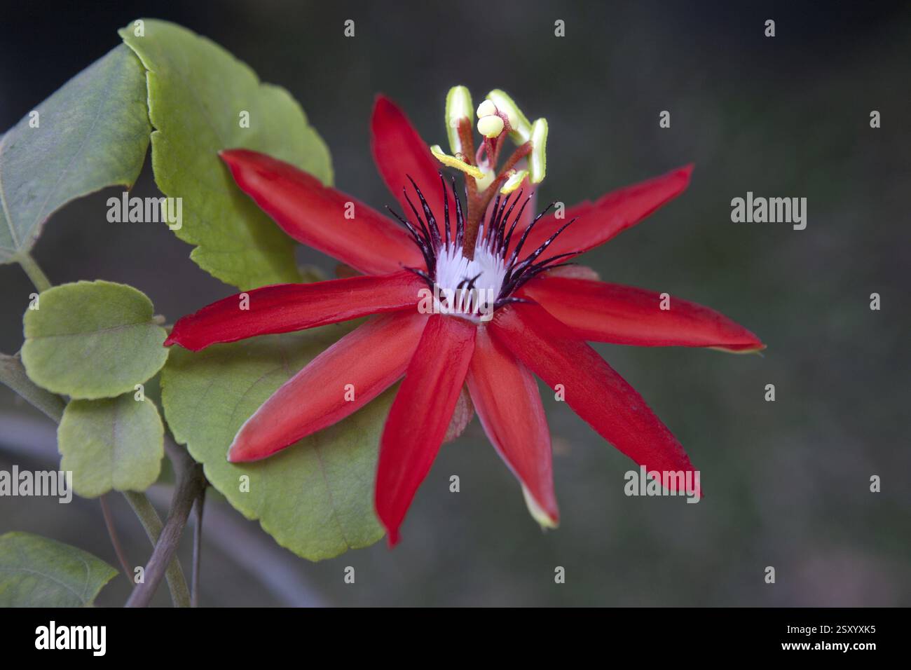 Tacsonia coccinea hi-res stock photography and images - Alamy