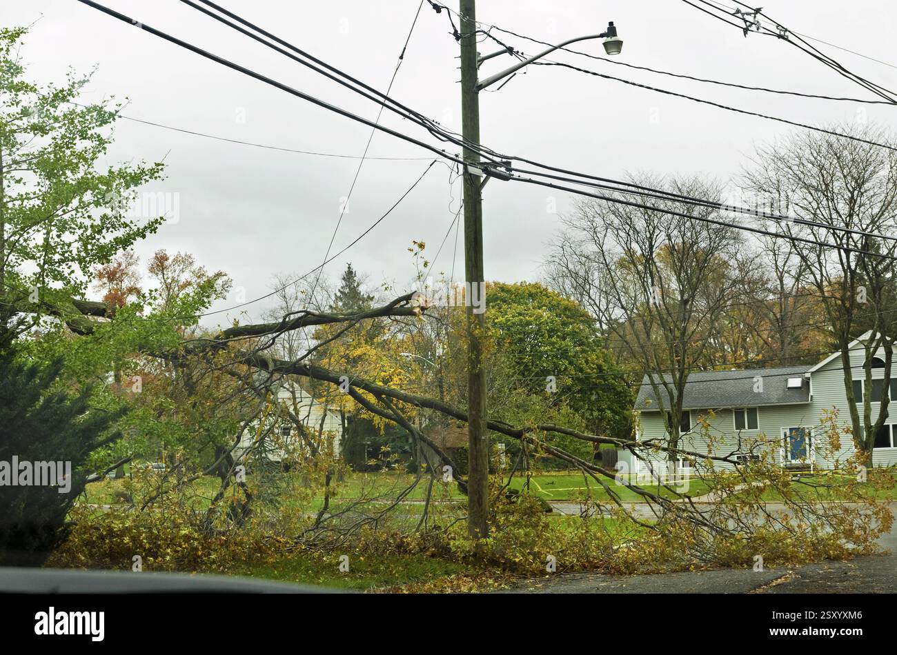 Bend tree, sandy storm, edison, new jersey, usa Stock Photo - Alamy
