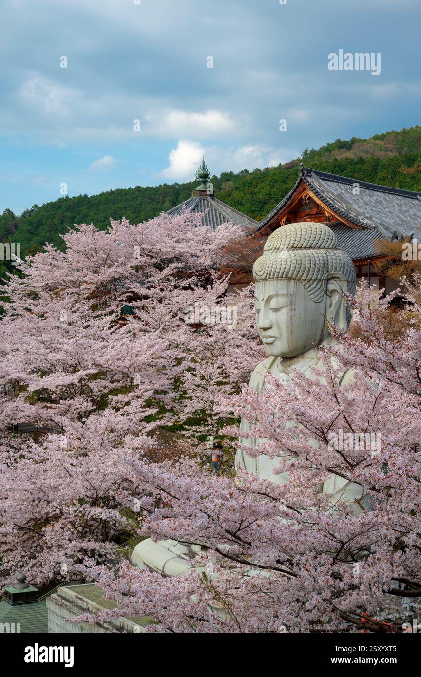 View of Tsubosaka-Dera, a temple with a giant Buddha statue in the ...