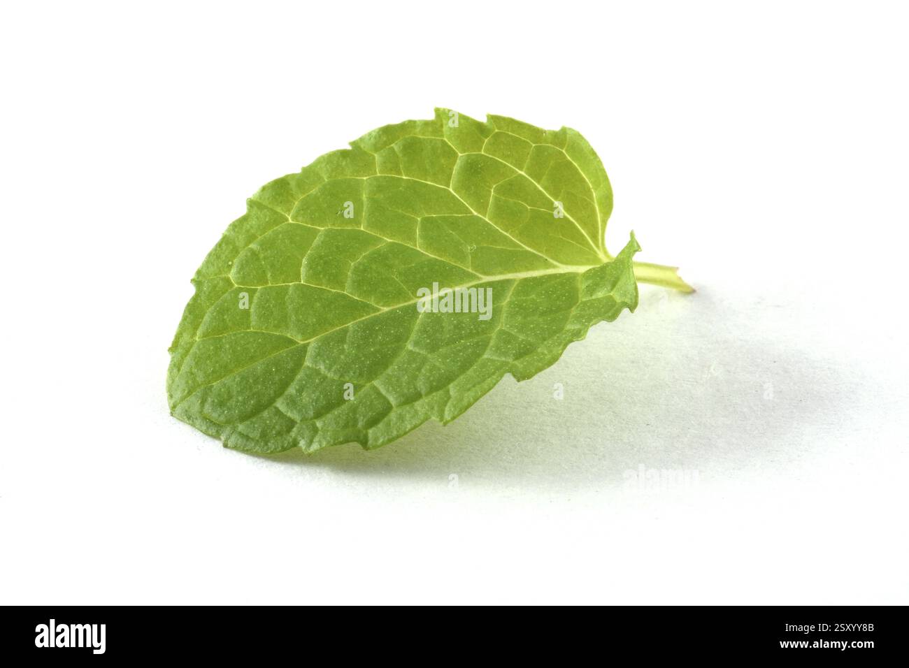 Single mint leaf isolated on white background Stock Photo - Alamy