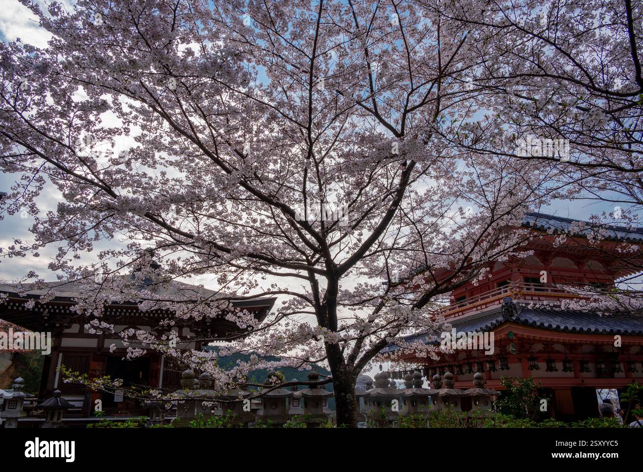View of the temple complex of Tsubosaka- Dera ,a temple with a giant ...