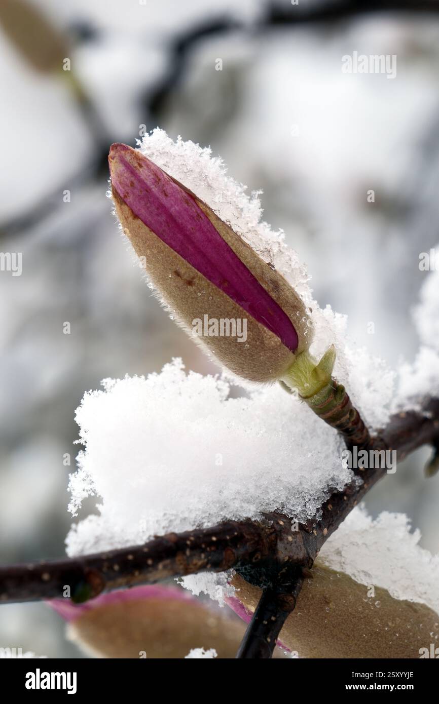Pink magnolia flower bud in the snow on a branch of a tree. Beautiful ...