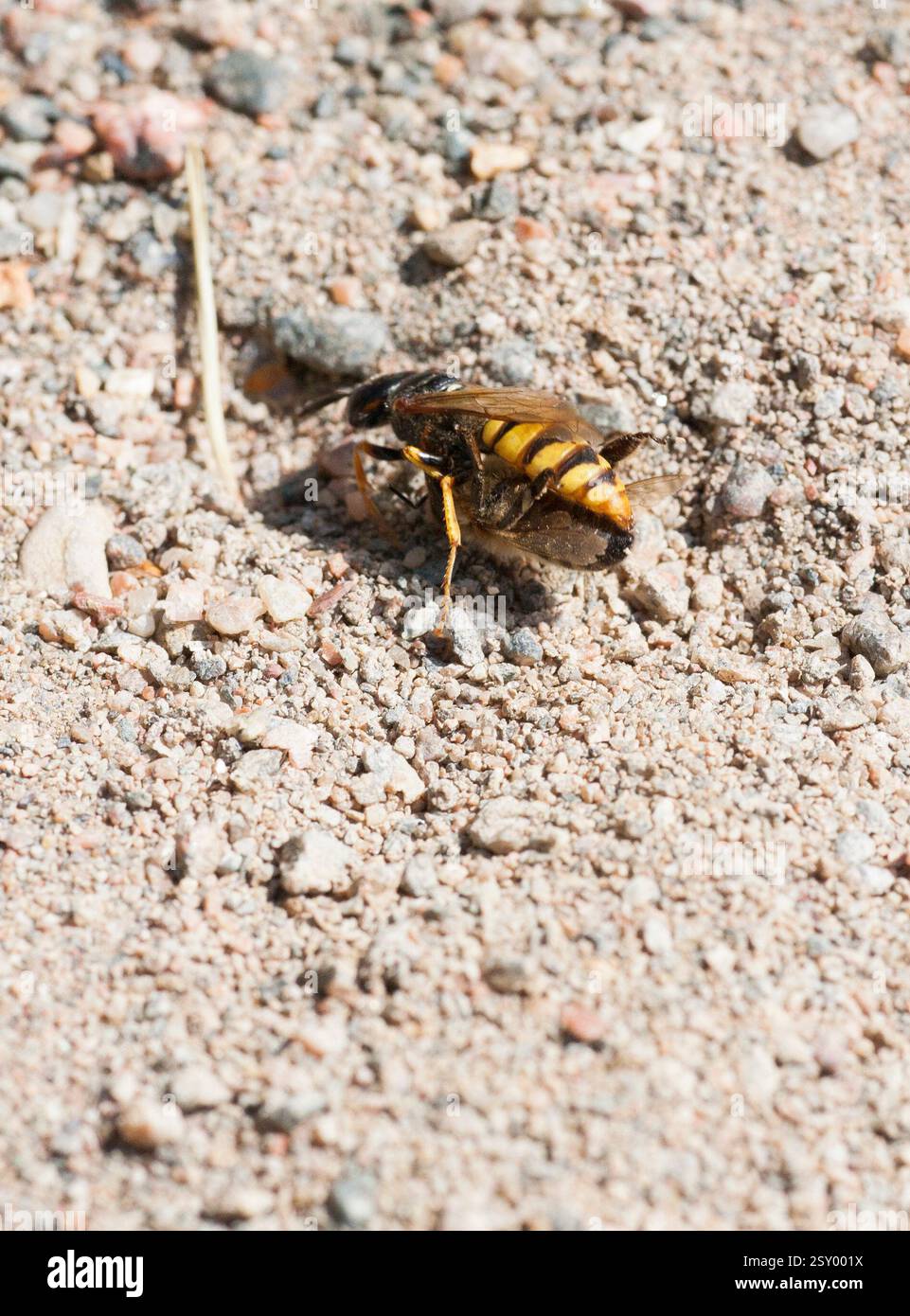 Beewolf Philanthus solitary predatory wasp with captured honey bee on ...