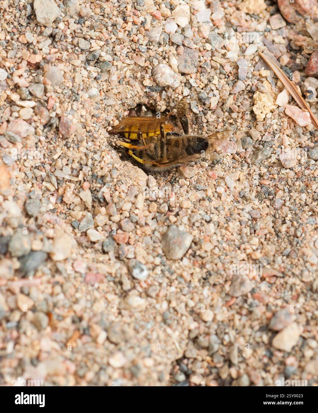 Beewolf Philanthus solitary predatory wasp with captured honey bee on ...