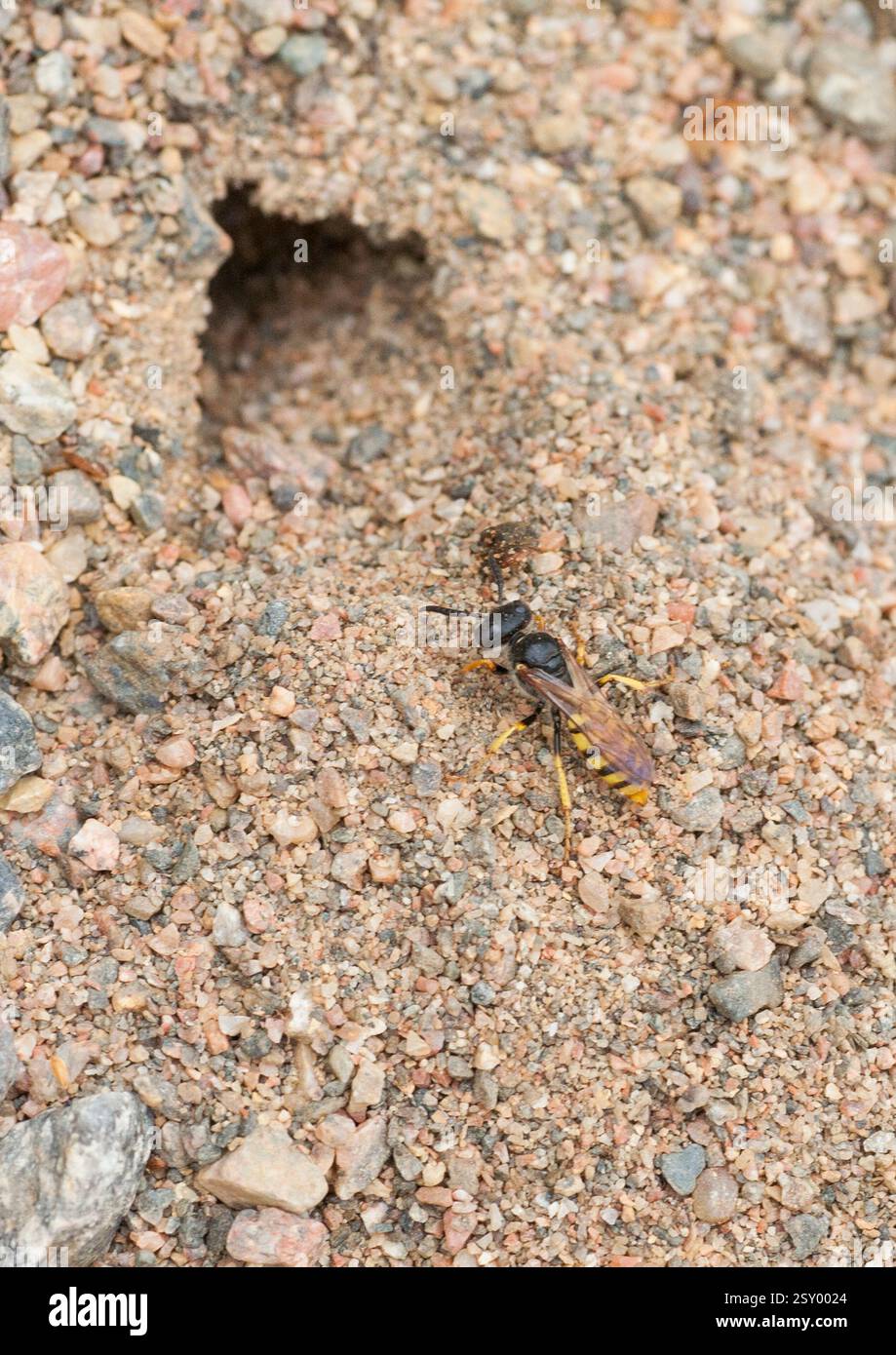 Beewolf Philanthus solitary predatory wasp outside dig tunnels in to ...