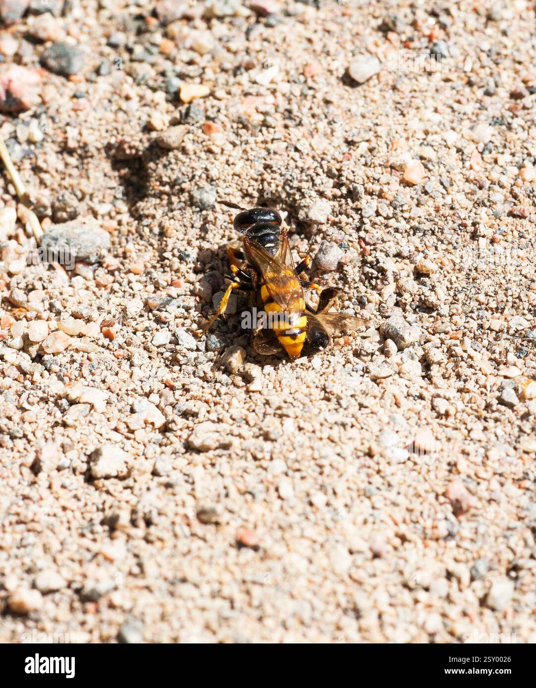 Beewolf Philanthus solitary predatory wasp with captured honey bee on ...