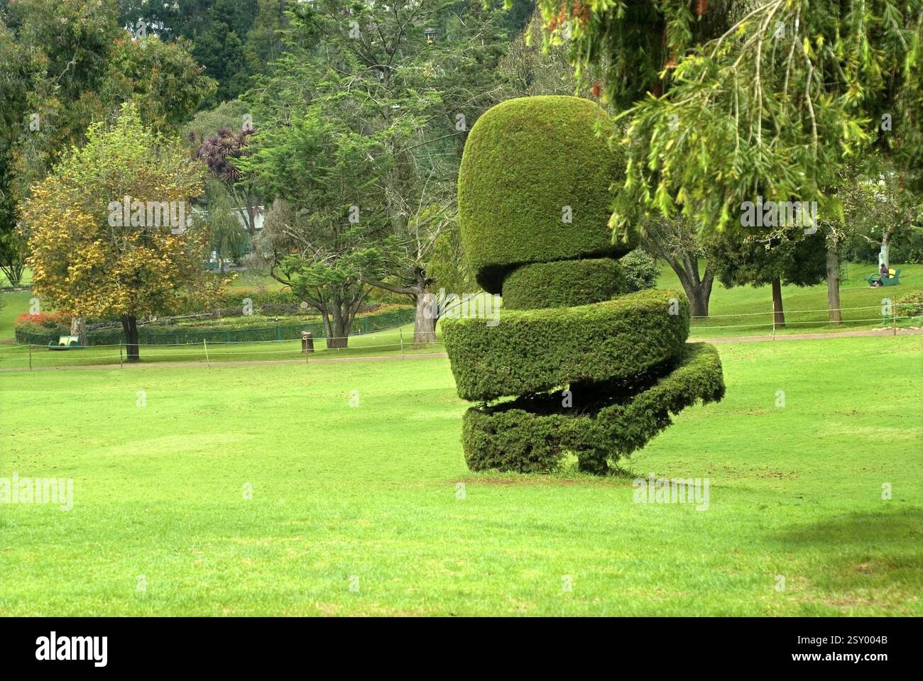 Cut shaped plant Botanical Gardens Tamilnadu India Stock Photo - Alamy