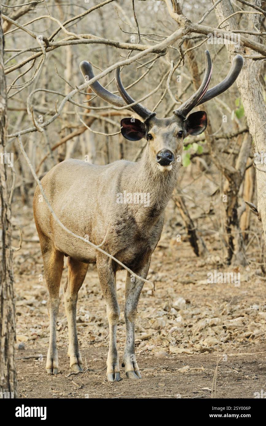 Sambar deer in gir national park, Gujarat, india, asia Stock Photo - Alamy
