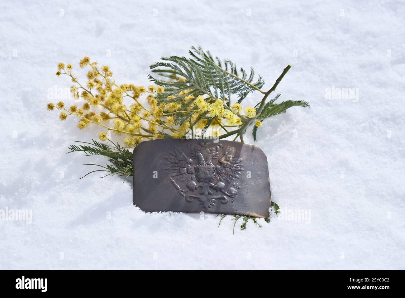 Yellow mimosa flowers on white snow with a tarnished belt buckle of the ...