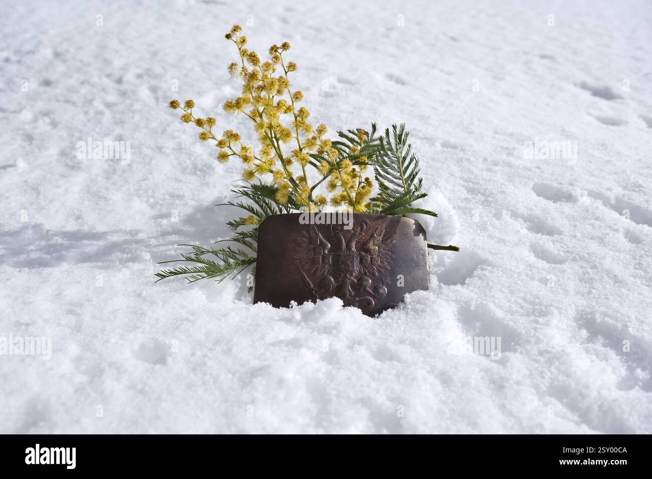 Yellow mimosa flowers on white snow with a tarnished belt buckle of the ...