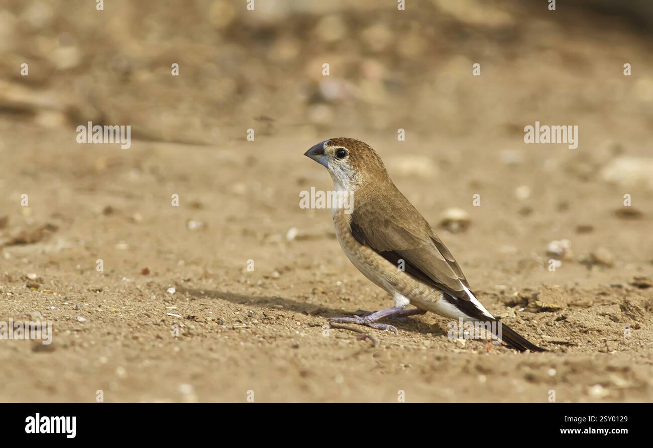 Indian finches hi-res stock photography and images - Alamy