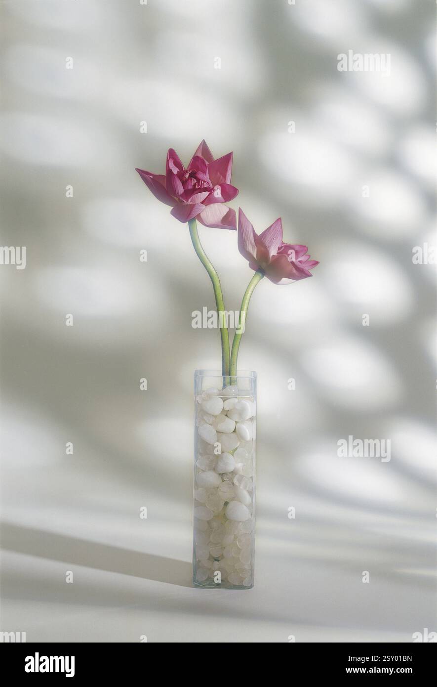 Flower pot, india, asia Stock Photo - Alamy