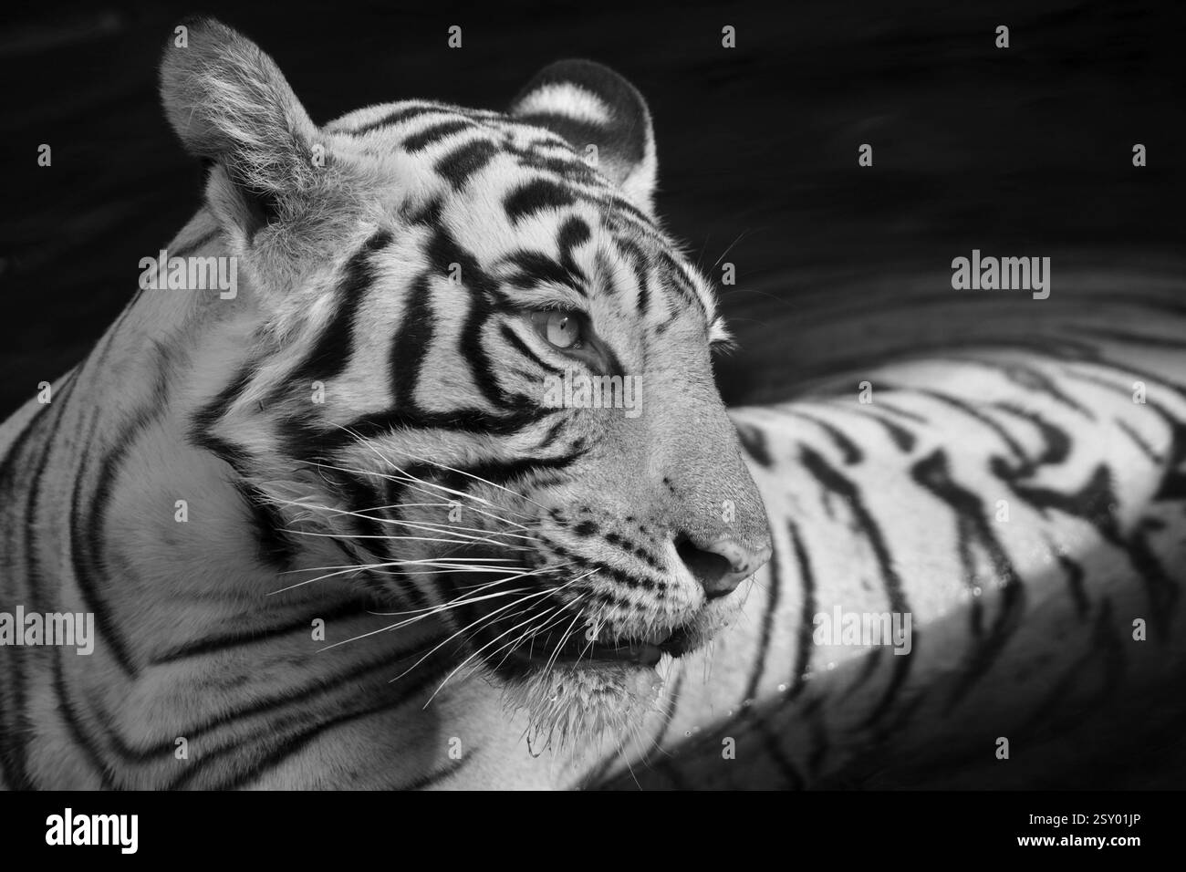 Black and white Infrared portrait of a wild tiger sitting in a ...