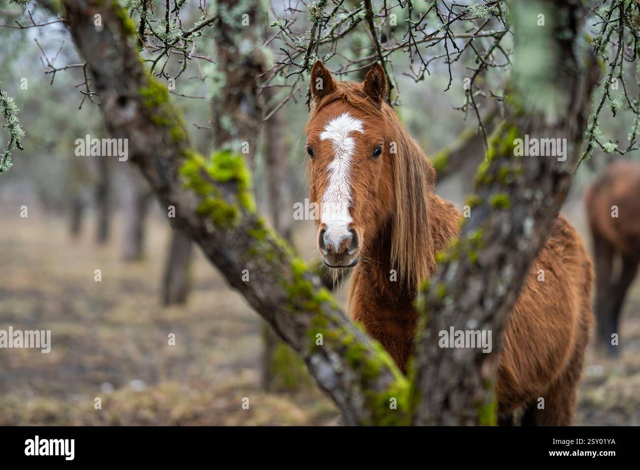 Close up of chestnut horse with withe blaze and snip. Chestnut horse in ...