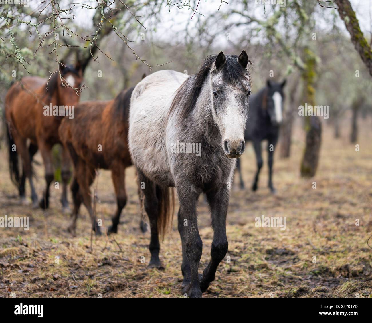 Close up of silver buckskin horse with withe blaze. Horse in cloudy ...