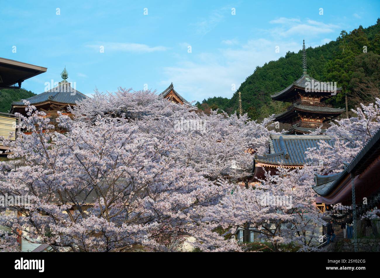 View of the temple complex of Tsubosaka- Dera,a temple with a giant ...