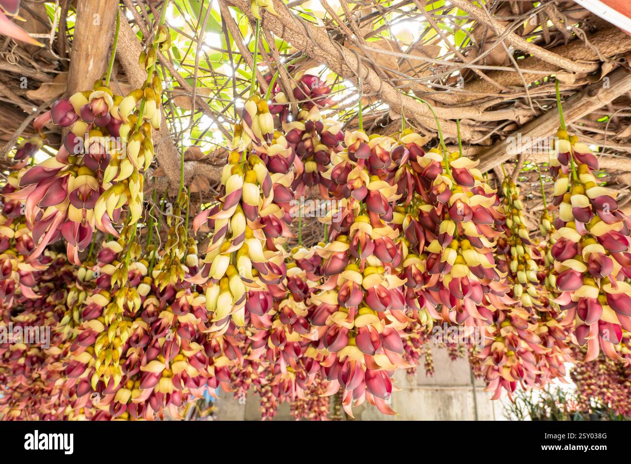 blooming mucuna birdwoodiana tutch in Spring at horizontal composition ...