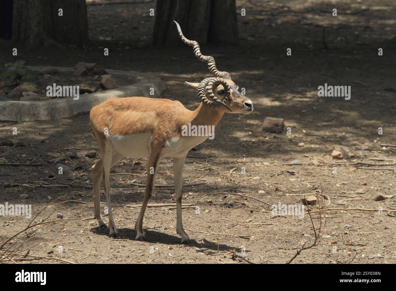 Chinkara deer at Jamshedur zoo jharkhand India Asia Stock Photo - Alamy