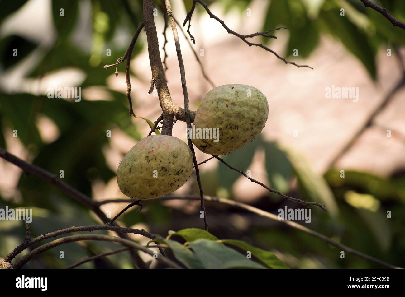 India apple plant hi-res stock photography and images - Alamy