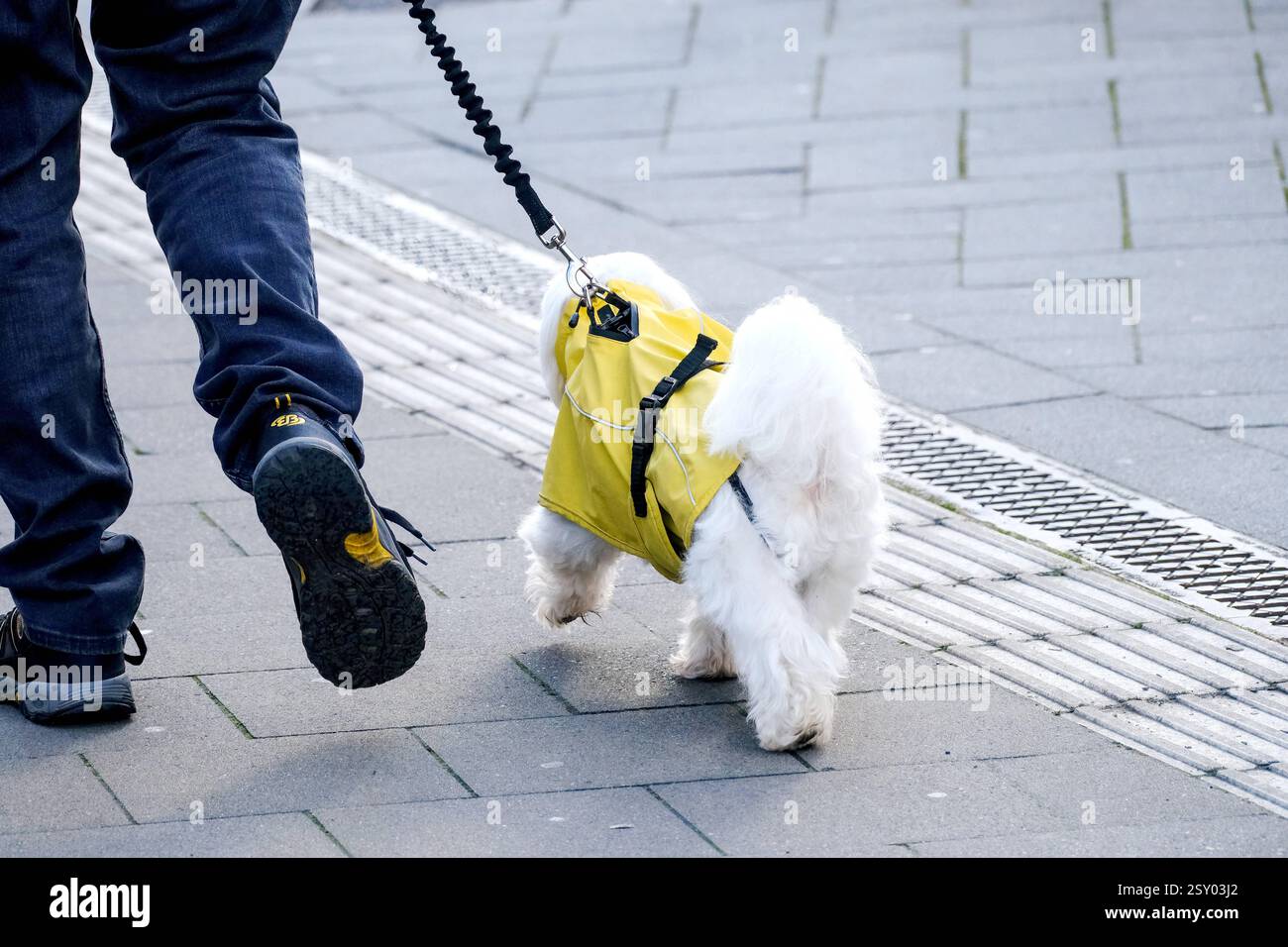 Düsseldorf 26.02.2025 Hund gassi gehen Gassigehen lange Leine ...