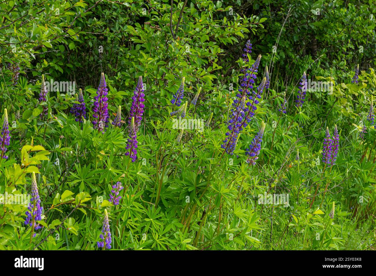 Field blooming lupine flowers lupinus hi-res stock photography and images - Alamy