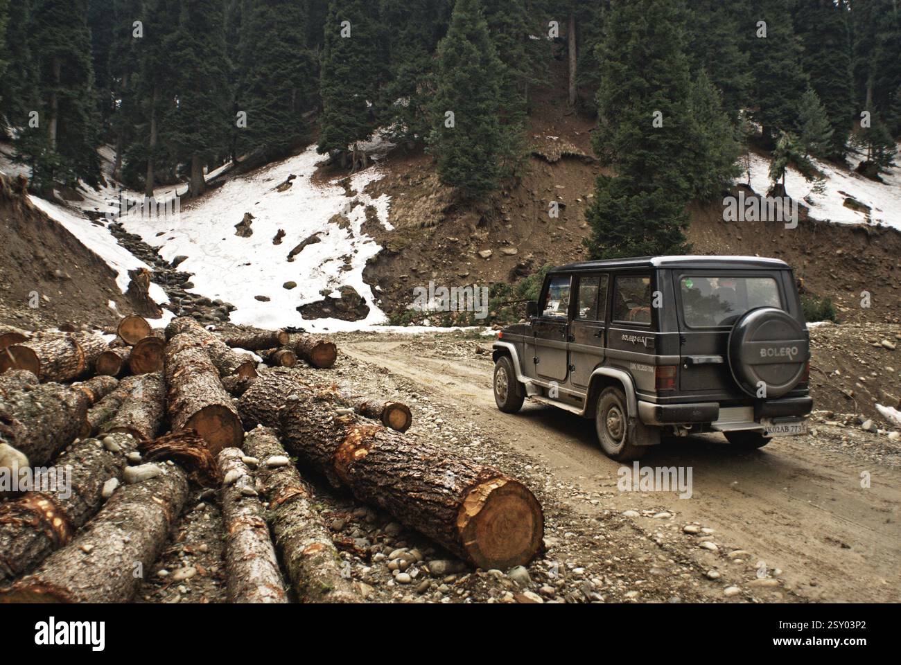 Pine tree trunks on mughal road, Jammu and Kashmir, India 8-April-2008 ...