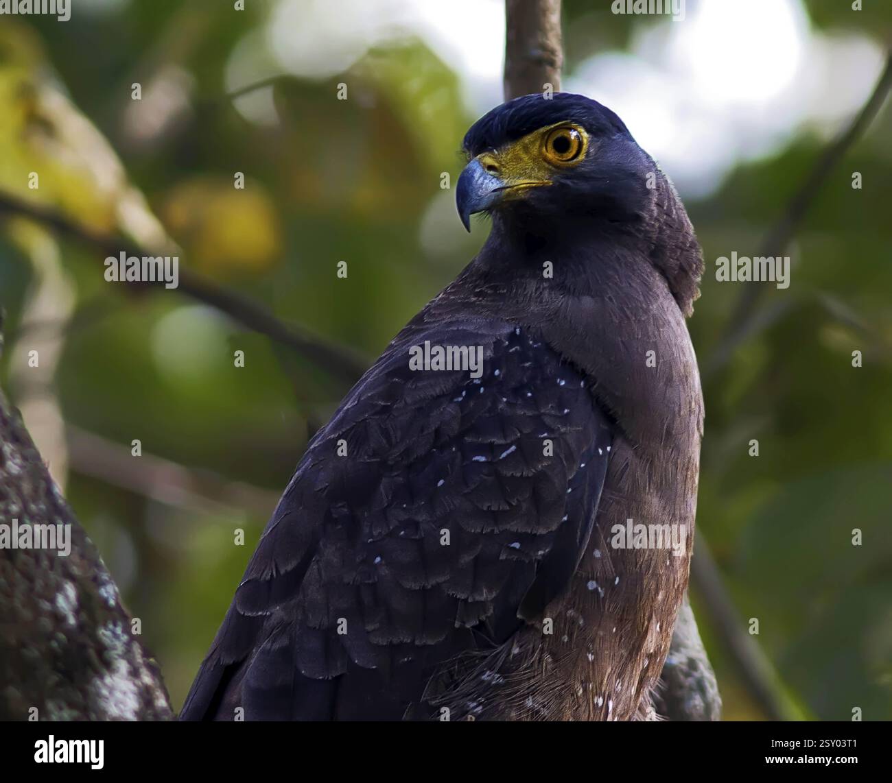 Egyptian vulture, tal chappar wildlife sanctuary, rajasthan, india ...