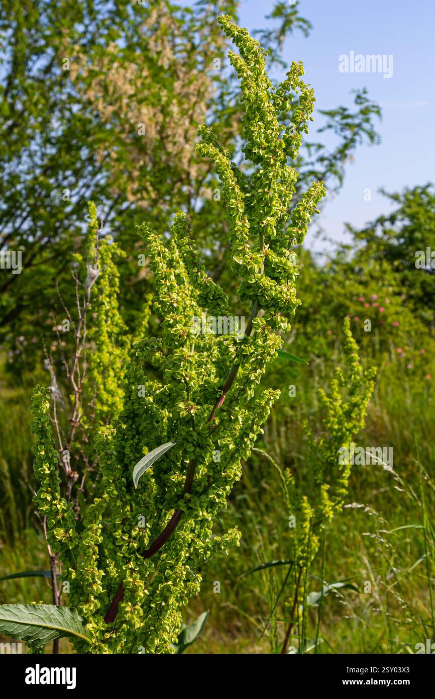 Part of a sorrel bush Rumex confertus growing in the wild with dry ...