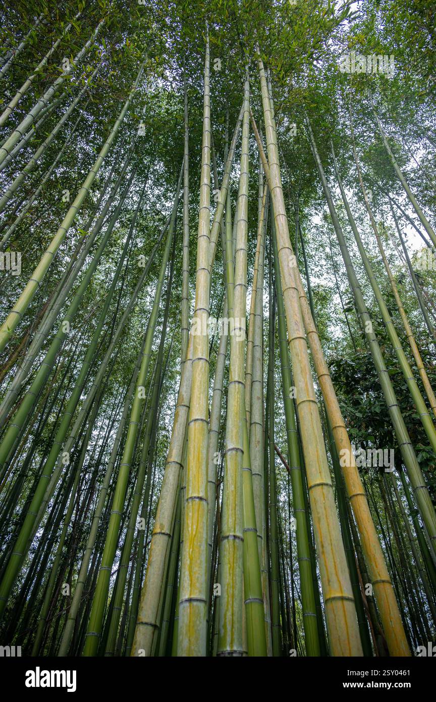 Bamboo trees at the world-renowned bamboo forest at the Arashiyama Park ...