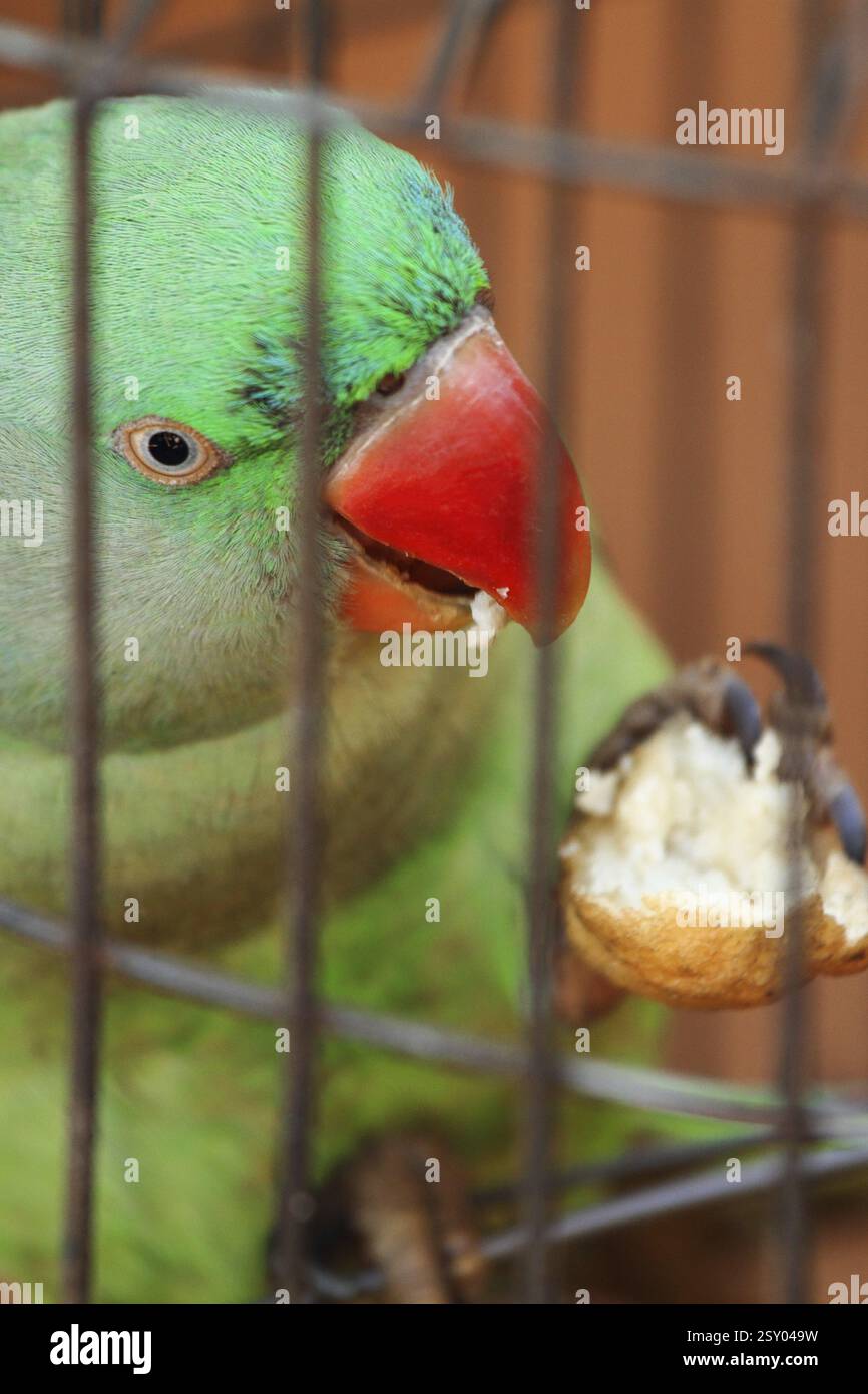Parrot eating guava, bastar, chhattisgarh, india, asia Stock Photo - Alamy