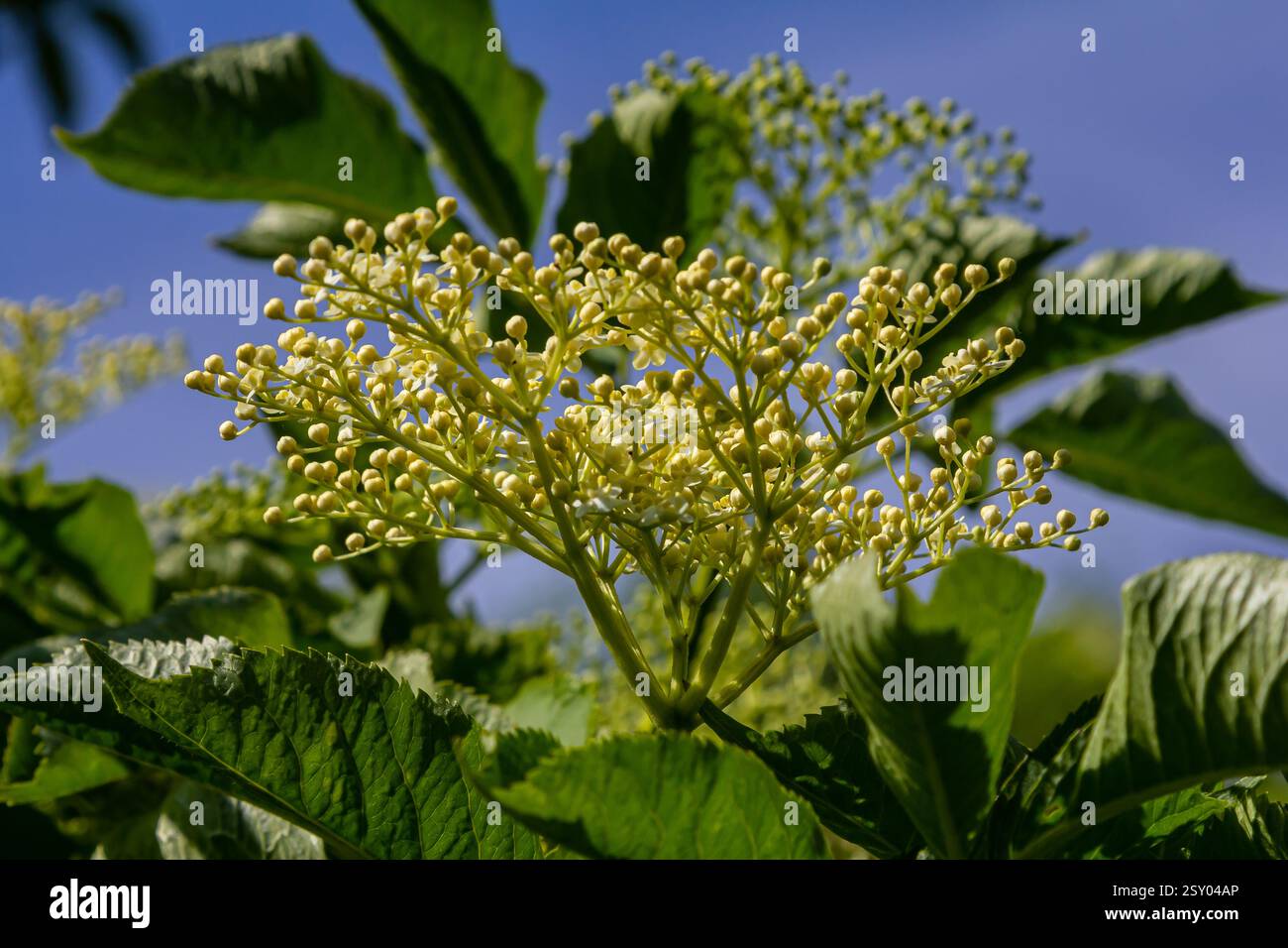 Flower buds and flowers of the Black Elder in spring, Sambucus nigra ...