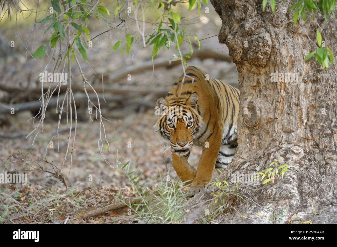 Tiger stalking in the dry forests of Ranthambore tiger reserve Stock ...
