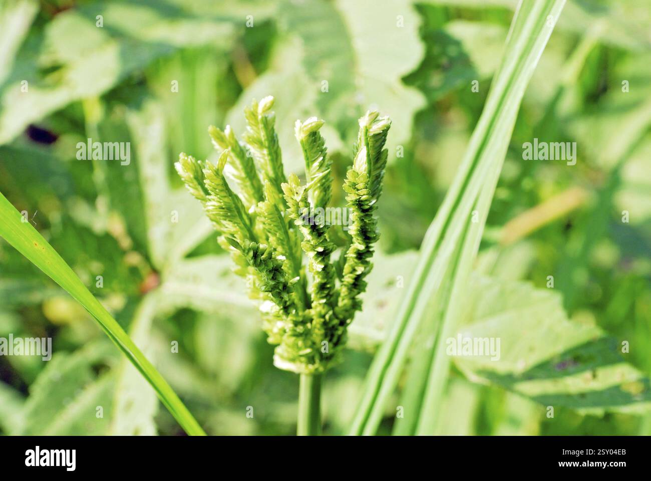 Vari tandul bhagar kodri echinochloa colonum karjat Bombay Mumbai ...