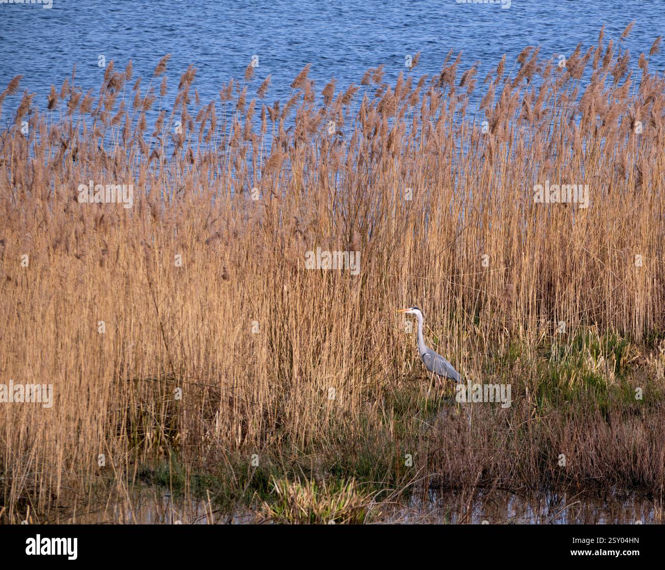 Grey Heron amongst reeds. Molesey Reservoirs Nature Reserve, West ...