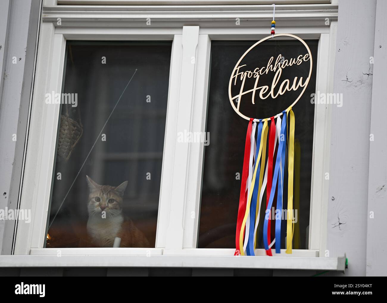 PRODUCTION - 26 February 2025, Hesse, Seligenstadt: A cat sits at the ...