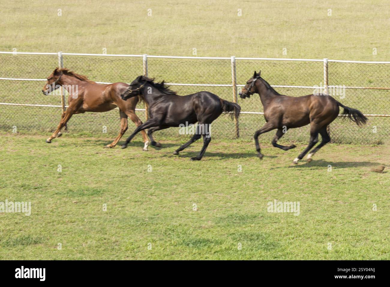 Poonawalla stud farm, pune, maharashtra, india, asia Stock Photo - Alamy