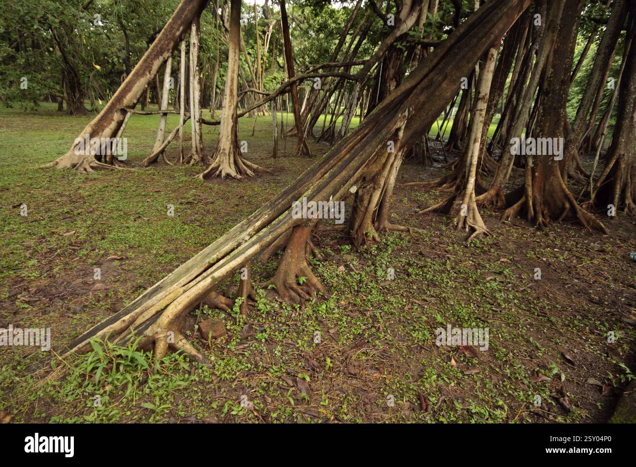 Roots of Banyan Tree Botanical Garden Kolkata West Bengal India Asia ...
