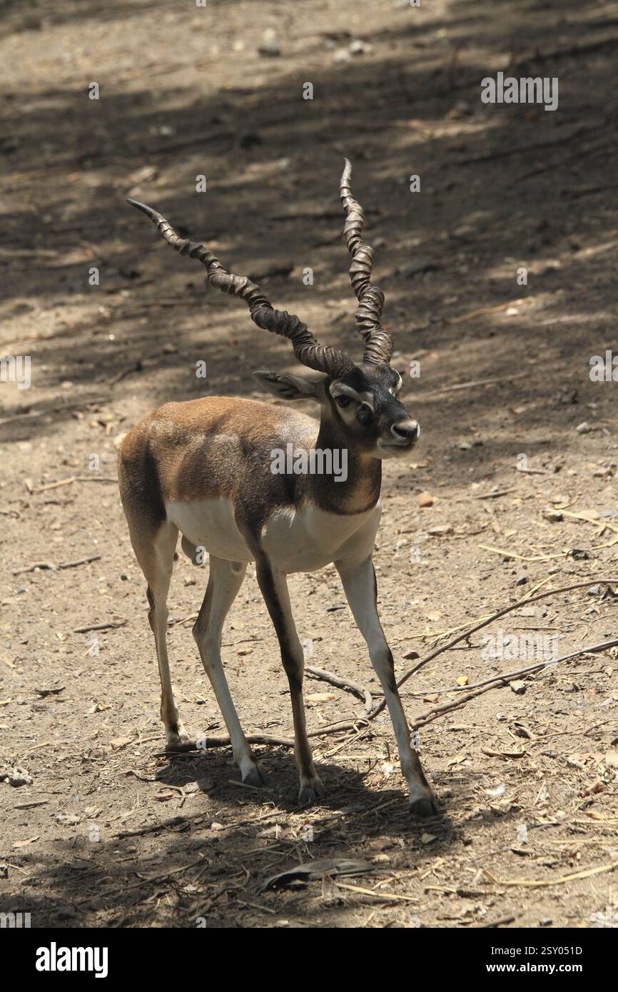 Black Buck deer Jamshedur zoo jharkhand India Asia Stock Photo - Alamy