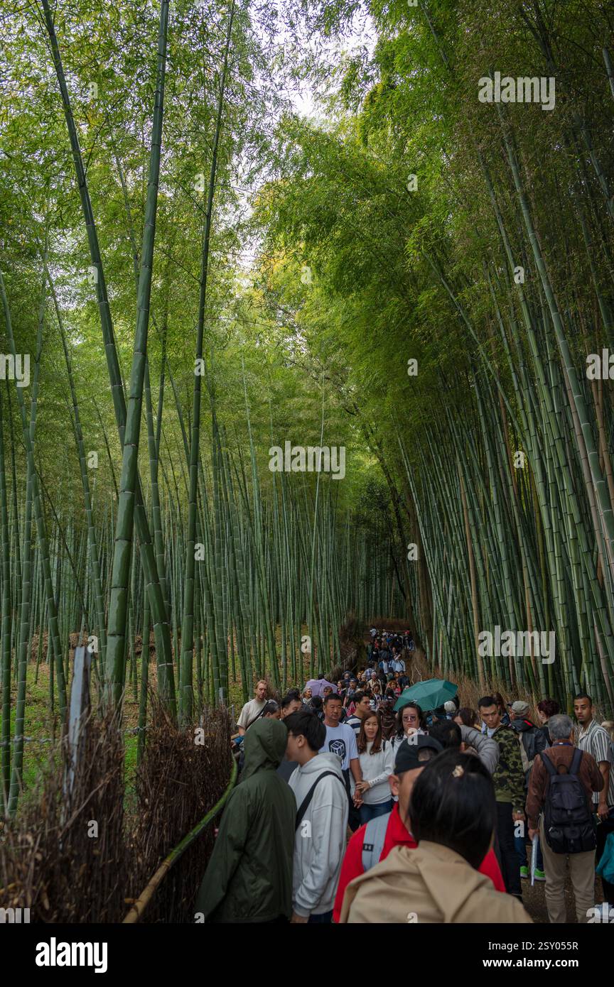 Bamboo forest at sagano arashiyama kyoto hi-res stock photography and ...